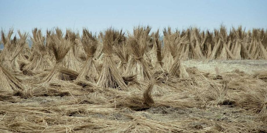 Fibra de cáñamo: una alternativa sostenible para la industria textil