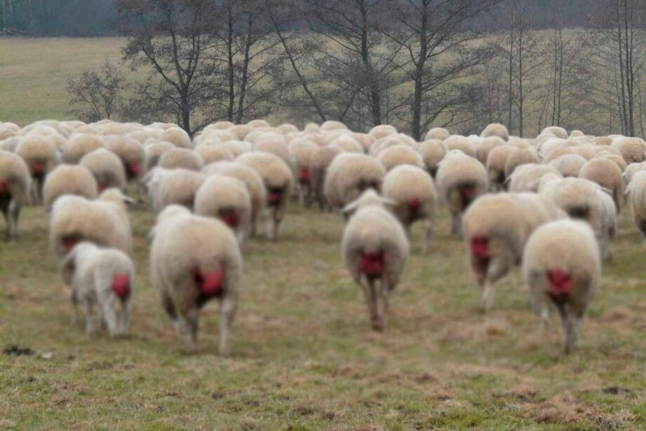 ≫ Mulesing ️ Qué es, por qué evitarlo y cómo elegir lana ética